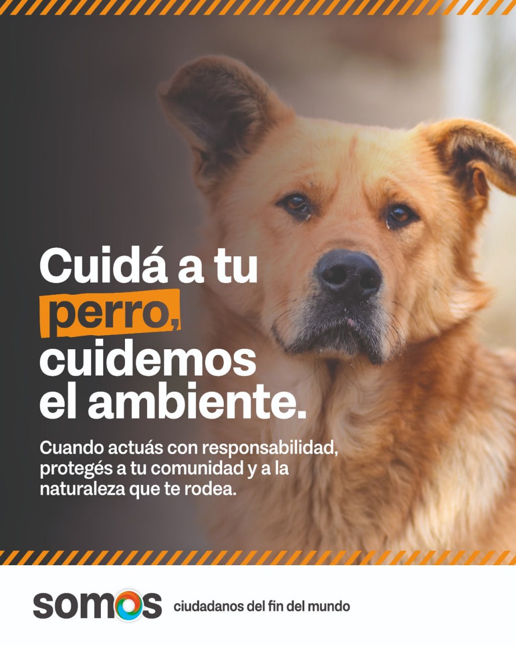 Gobierno lanza la campaña «Cuidá tu Perro, Cuidemos el Amblente», para ...